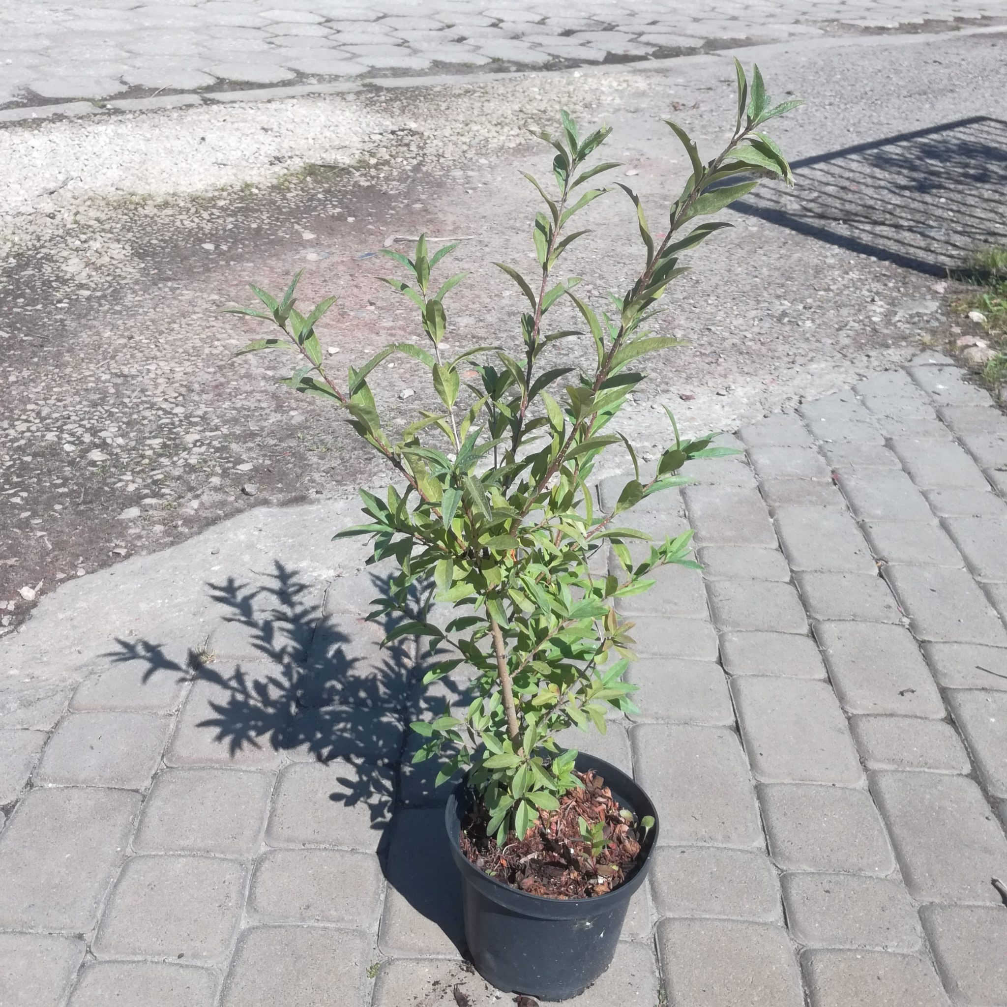 Paprastojo ligustro (Ligustrum vulgare) sodinukai - Baltic plants