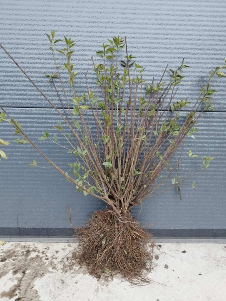 Paprastojo ligustro (Ligustrum vulgare) sodinukai 30-50cm. (50-100vnt ...