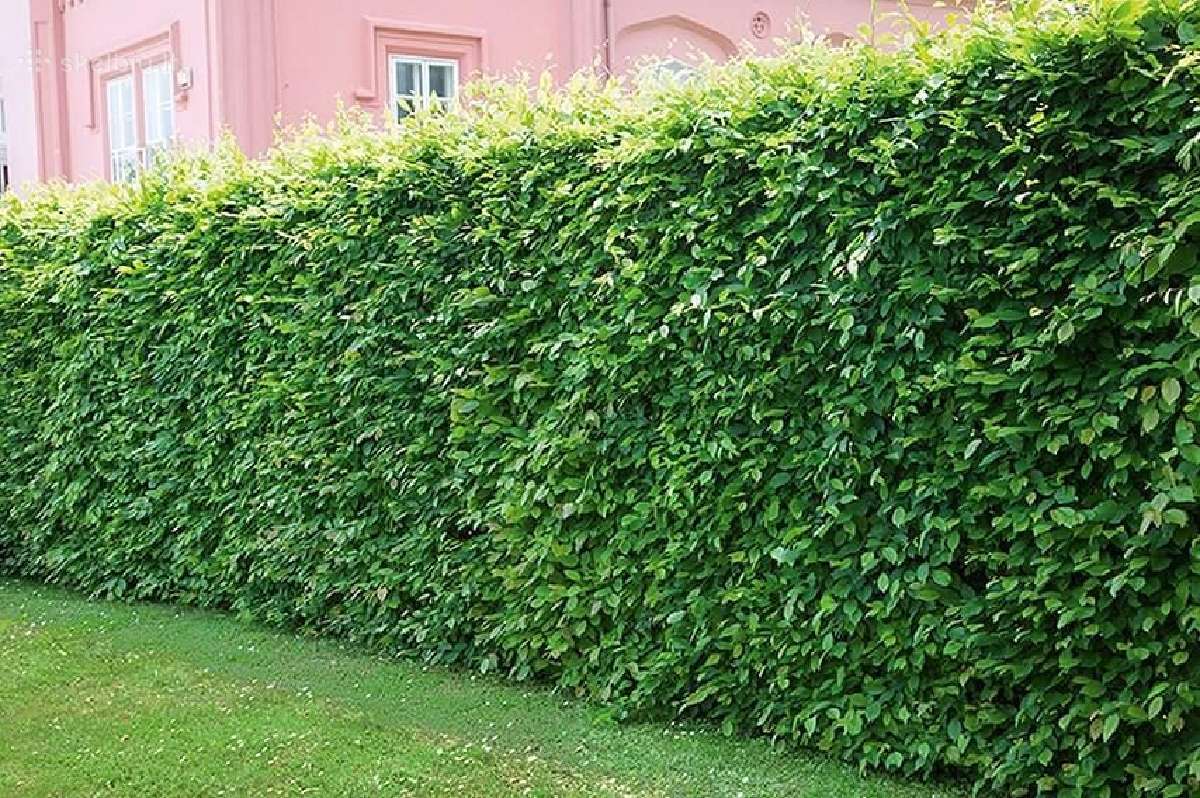 Paprastojo Skroblo Carpinus Betulus Sodinukai 50 70cm 25vnt