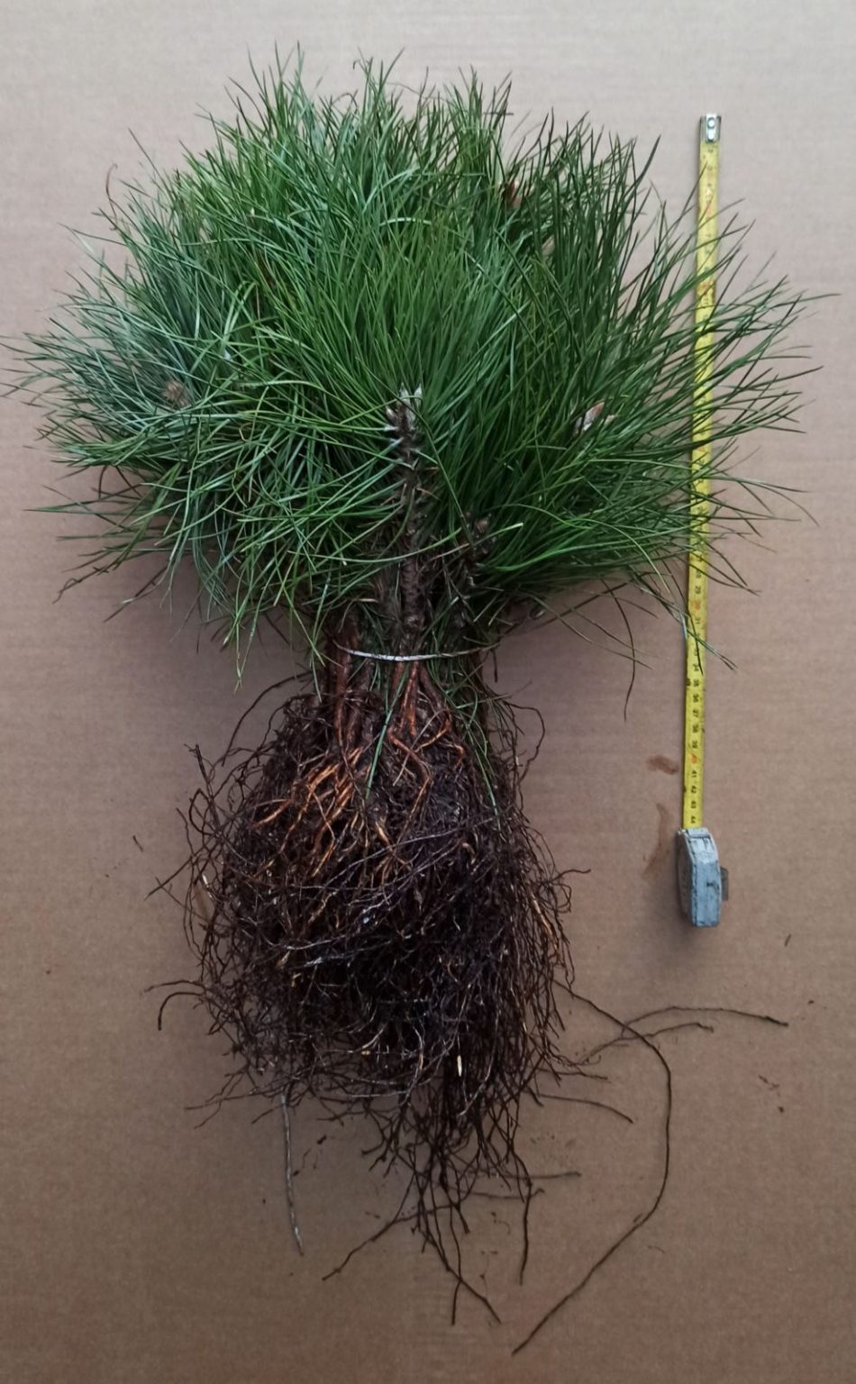 Melnā priede (Pinus nigra nigra) stādi 2 gadi 10-20 cm (50-100 gab ...