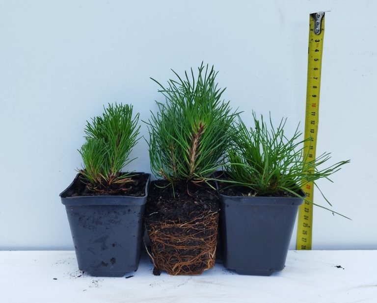Kalnu priedes Pinus mugo pumilio stādi P9x(25-50) - Baltic plants