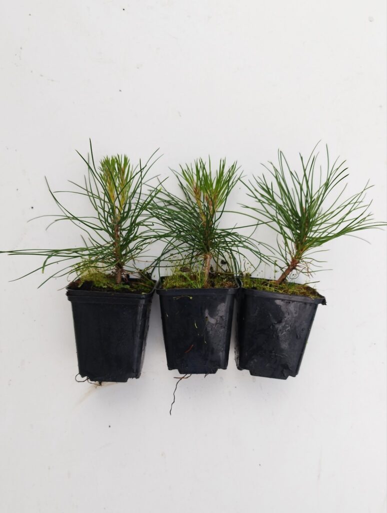 Juodosios pušies (Pinus nigra Pyramidalis) sodinukai 2metų P9x(10-25 ...