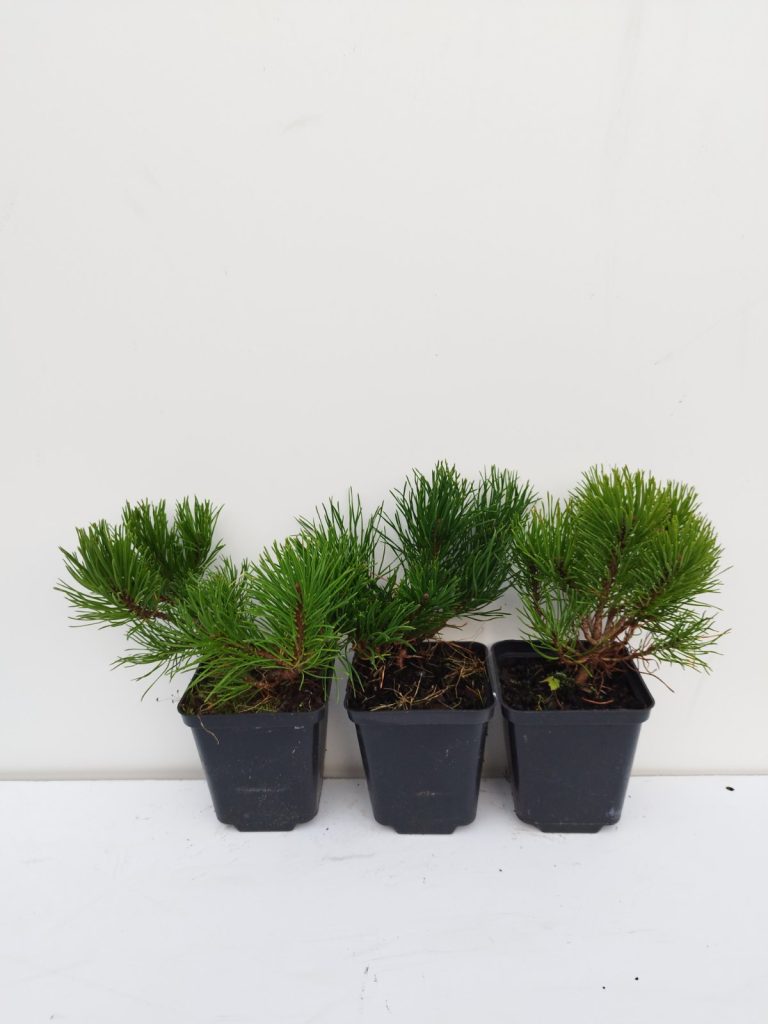 Pinus mugo uncinata - Baltic plants